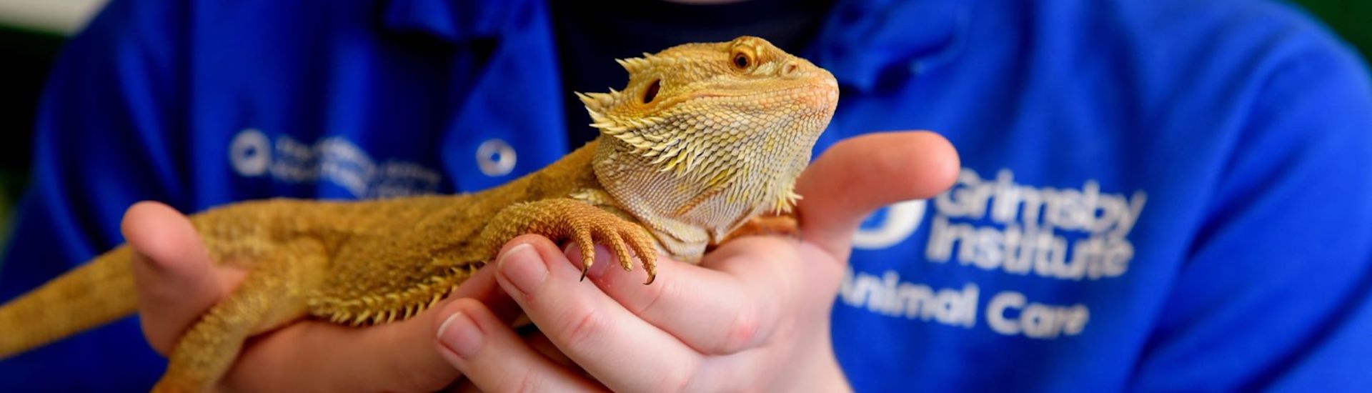 ABC - Level 2 Certificate In Animal Nursing Assistants | Grimsby Institute