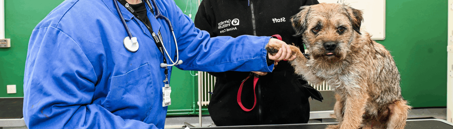 Animal Nursing Assistant | Grimsby Institute