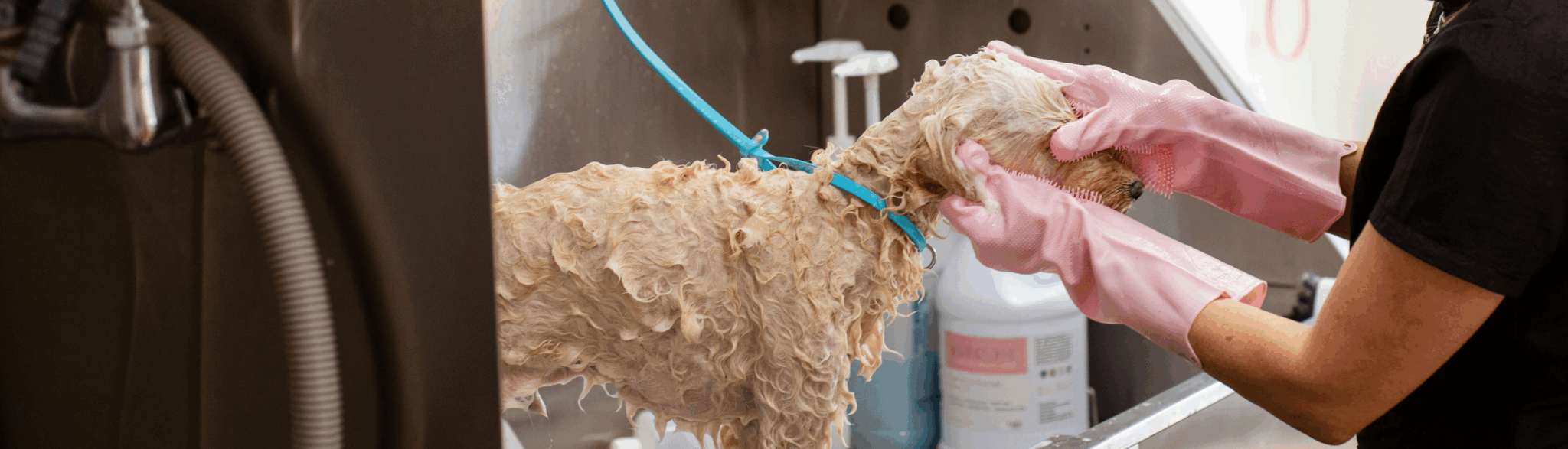 Dog Grooming Assistants - City & Guilds Level 2 Certificate | Grimsby ...